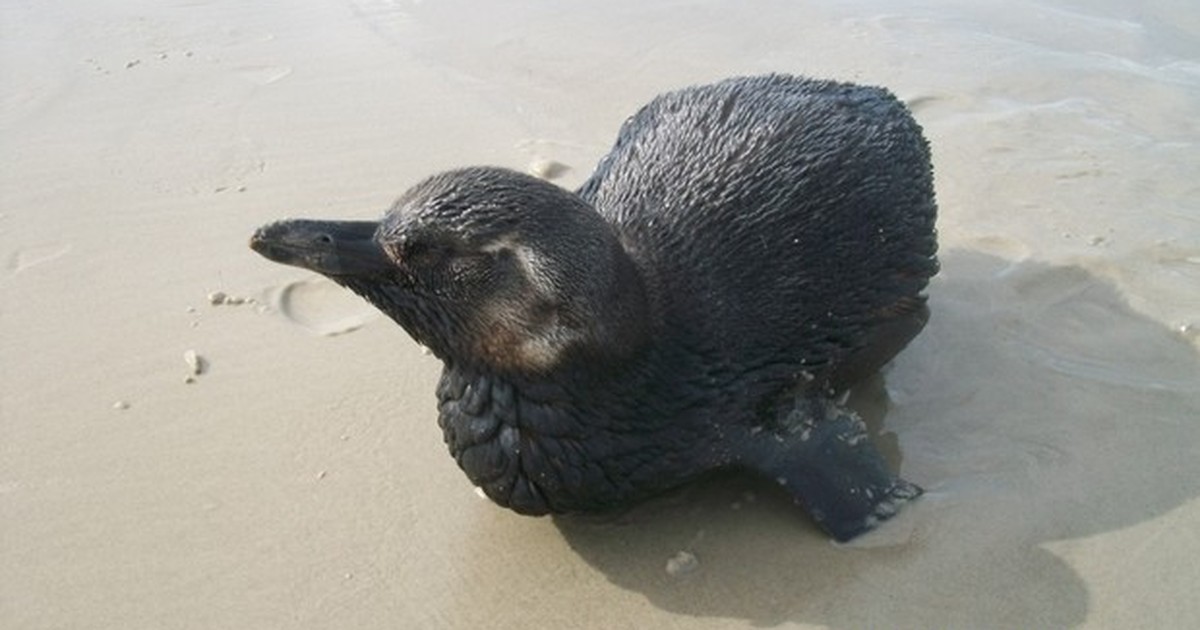 G1 - Casal encontra pinguim em praia de SP - notícias em VC no G1