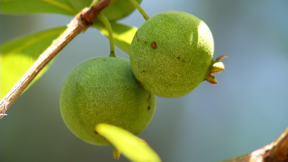 Produtor investe no cultivo da gabiroba no interior de SP | Nosso Campo ...