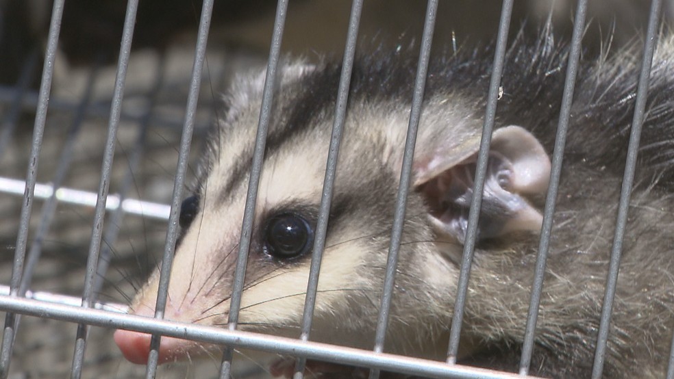 Saruês reviram mercadorias de loja em Brasília | Distrito Federal | G1