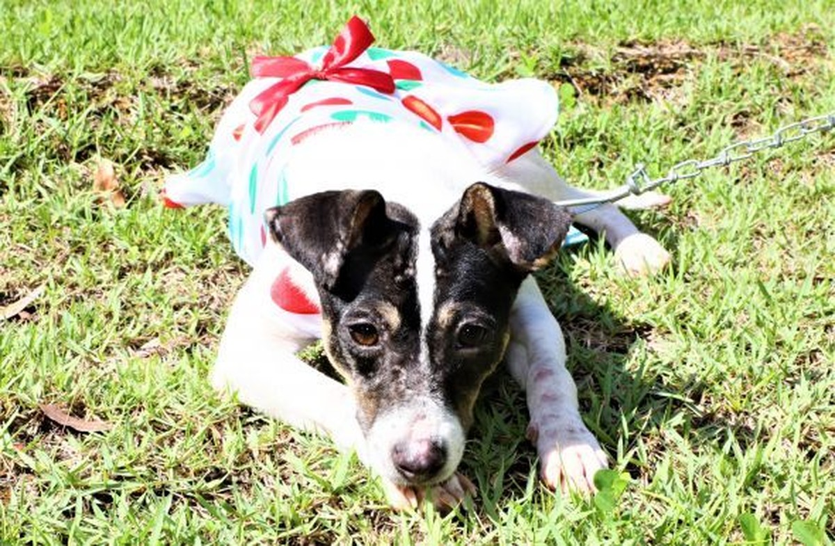Adoção de cães e gatos será realizado no Carnaval na Orla do Porto I em ...