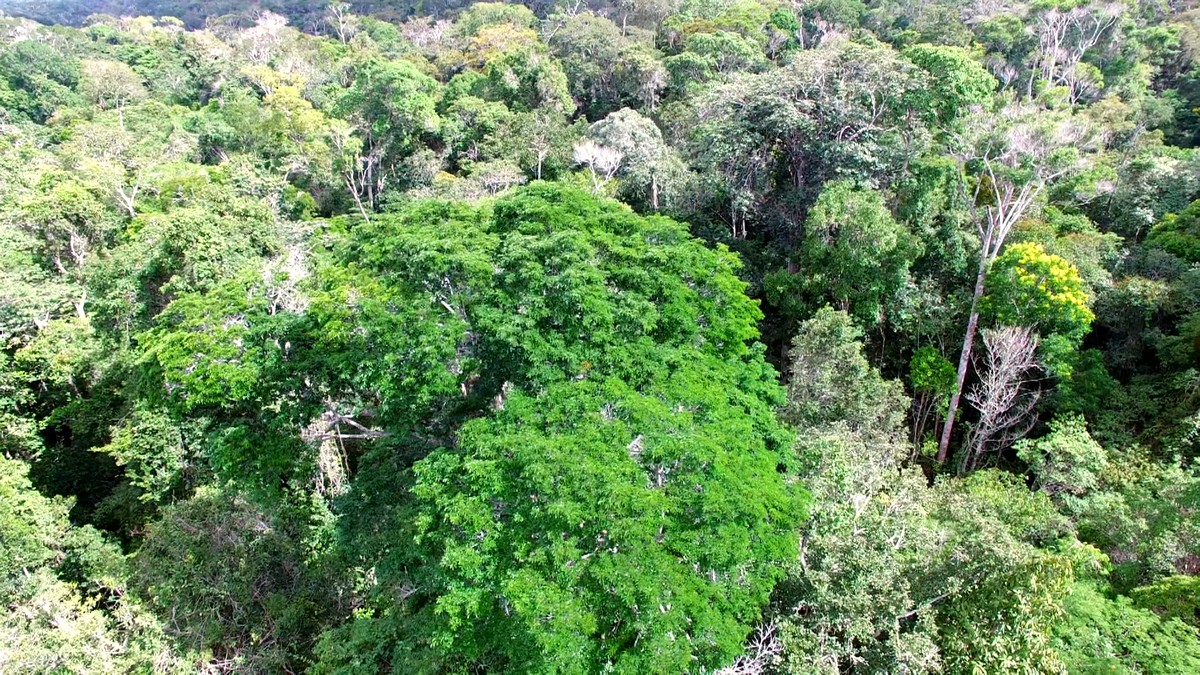Conheça os três tipos de pau-brasil | Terra da Gente | G1