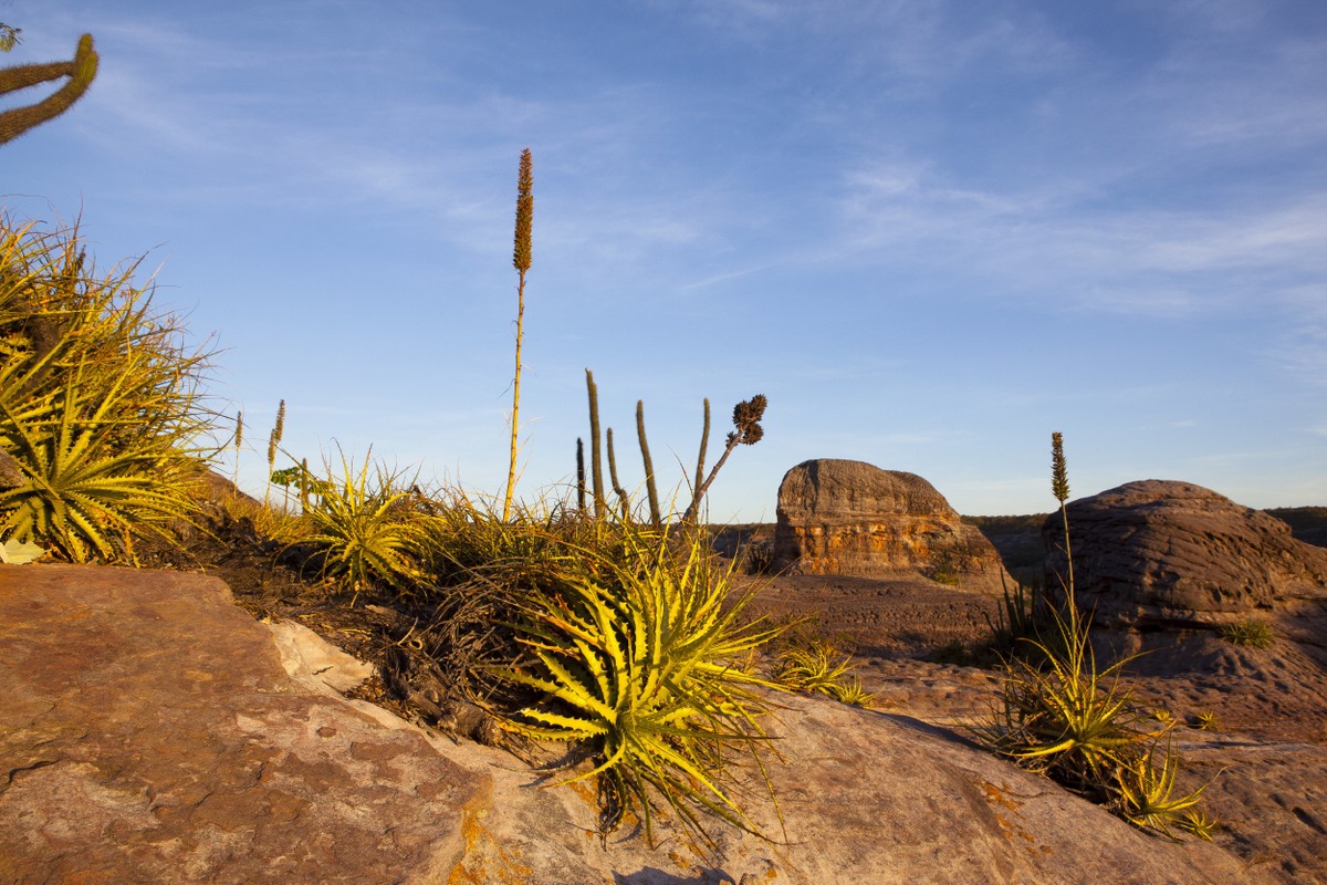 Caatinga: características, onde fica, animais e vegetação típica ...