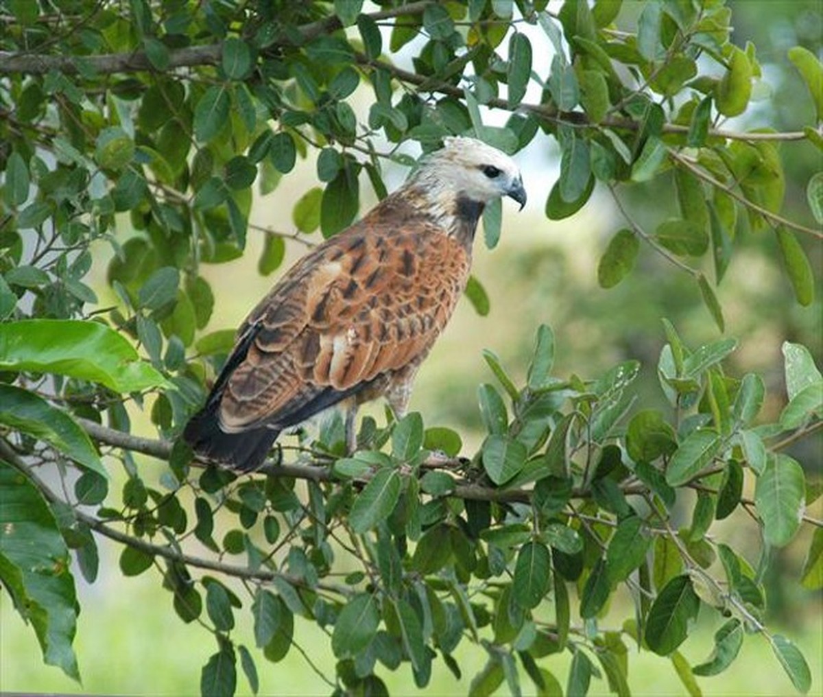 Gavião-belo possui garras adaptadas à pesca de peixes e moluscos ...