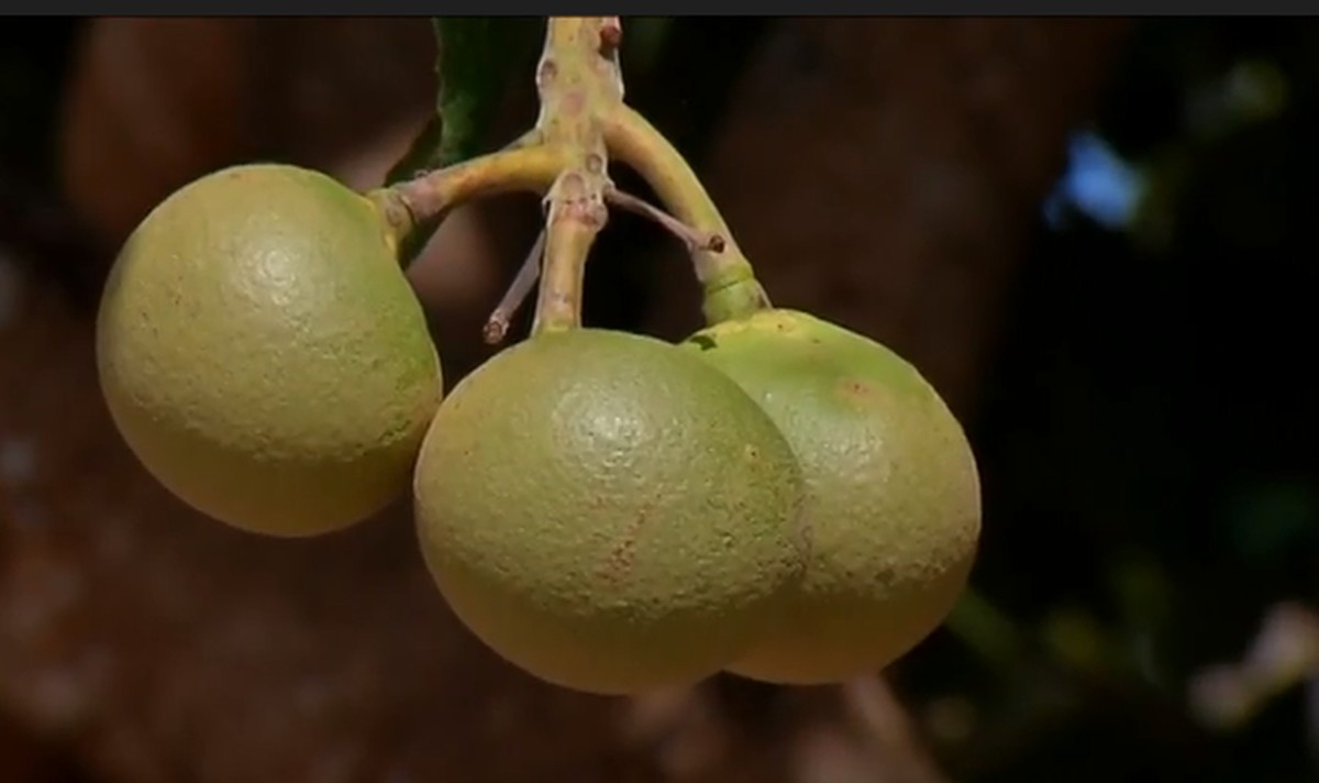 Propriedade planta pequi há 18 anos com mudas produzidas por Indígenas ...