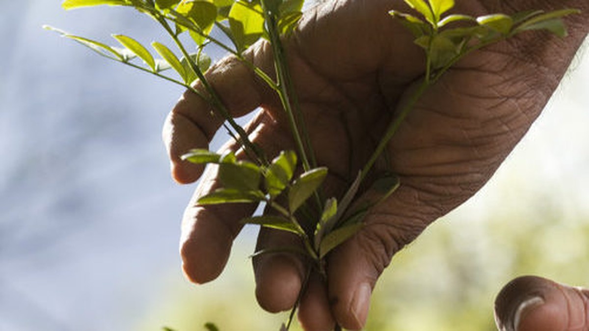 Na natureza, jaborandi tem 3 vezes mais substância que trata glaucoma ...