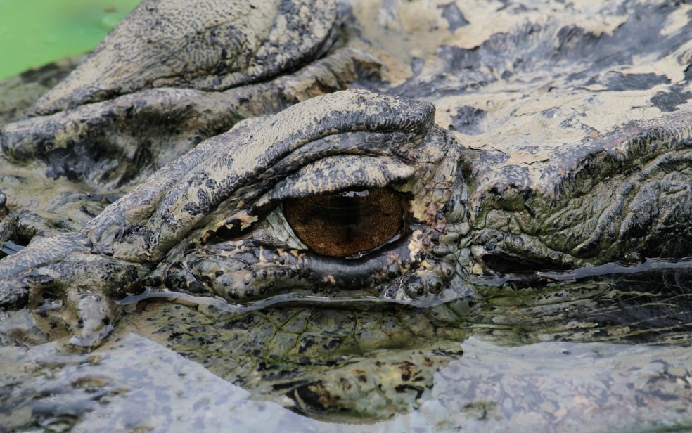 Jacaré é visto debaixo de ponte no Lago Paranoá, em Brasília; veja ...