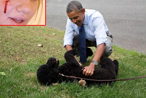Cachorro de Obama morde visitante da Casa Branca - Quem | QUEM News
