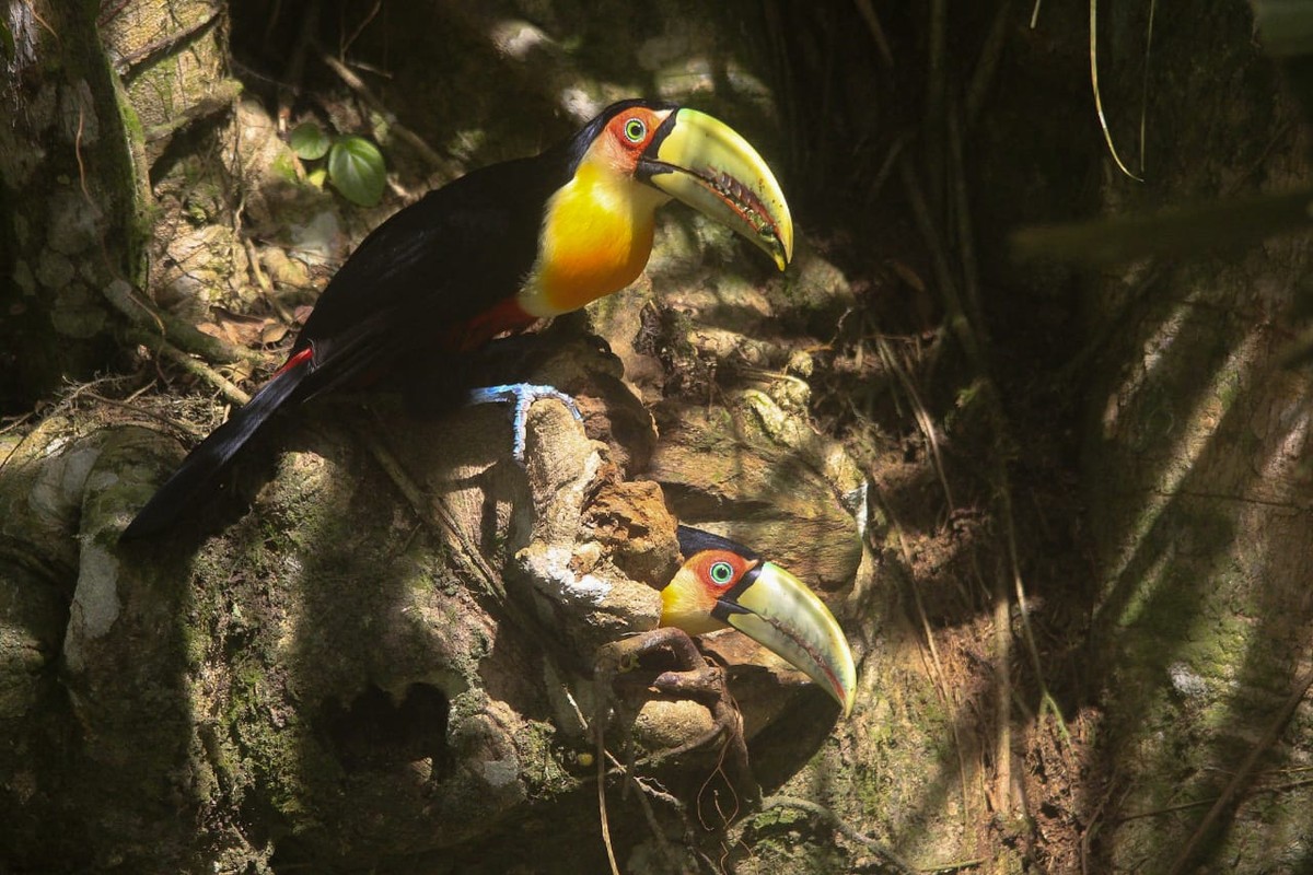 Fotógrafa de natureza registra rotina de tucanos-de-bico-verde | Terra ...