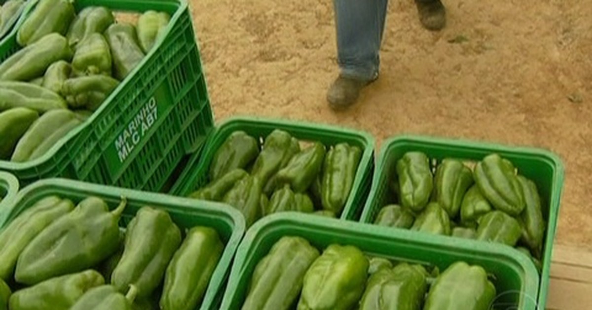 Agronegócios - Produtores de pimentão de SP estão animados com a colheita