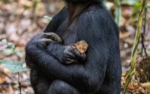 A intrigante imagem de macaco com mangusto no colo que concorre a ...