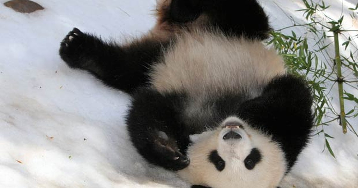 G1 - Panda se diverte em neve artificial em zoo nos EUA - notícias em ...