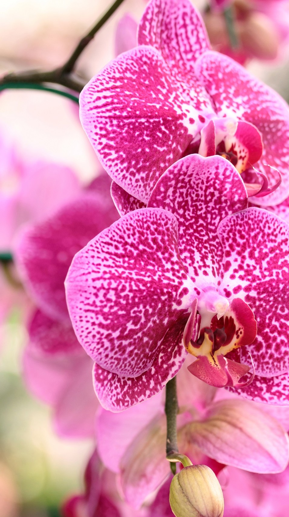 10 dicas valiosas para cultivar orquídeas