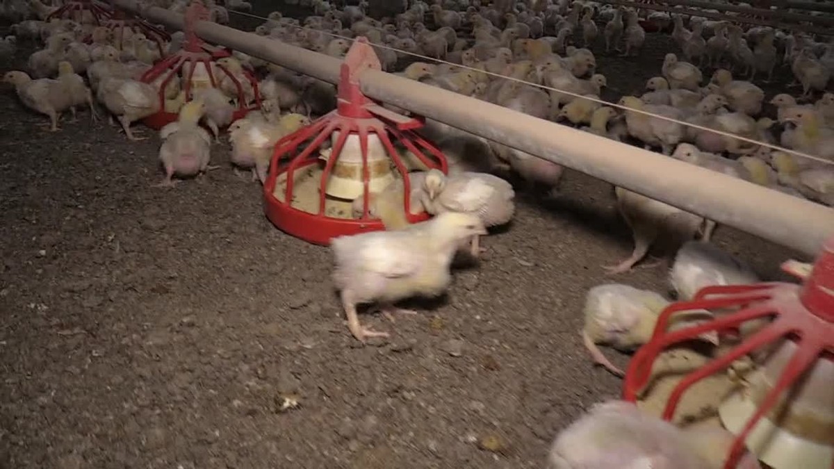 Criadores do Paraná estão aproveitando bom momento do mercado de frango ...