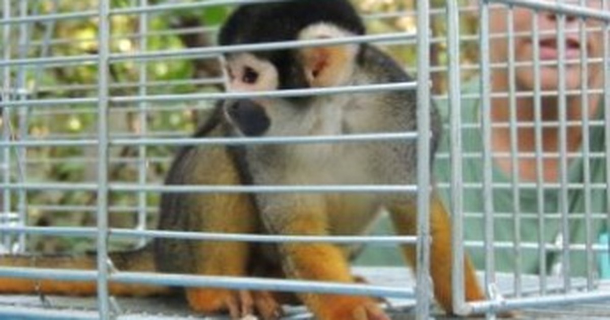 G1 - Pesquisadores encontram espécie rara de macaco no Amazonas ...