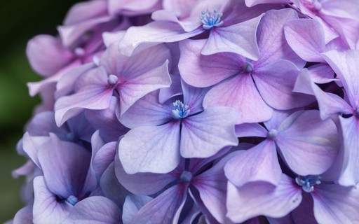 Rododendro: uma flor popular, de fácil cultivo e com diversas cores ...
