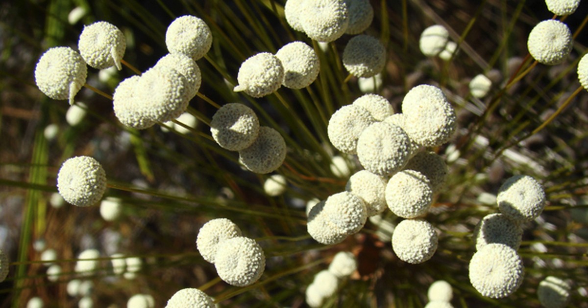 G1 - Sempre-viva - notícias em Flora