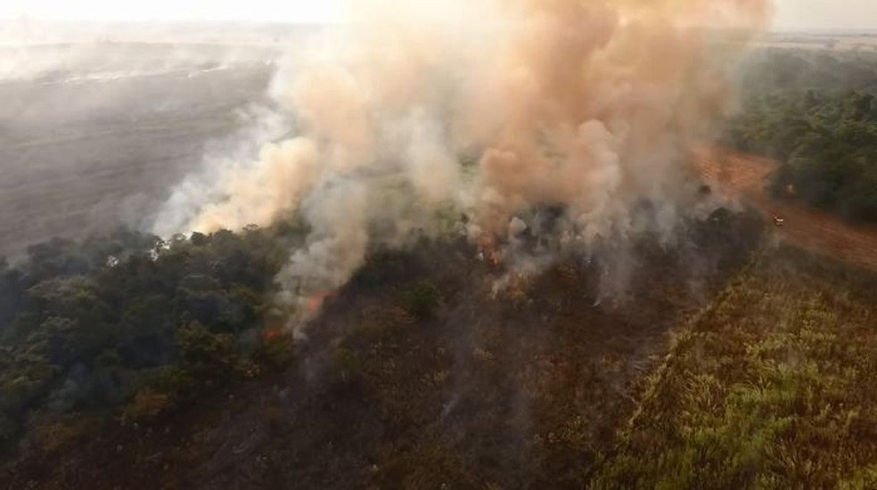 Queimada: uma grande ameaça para a vida selvagem | Especiais | G1