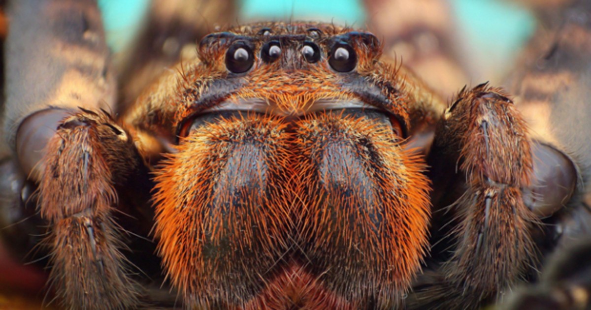 Natureza - Fotógrafo indonésio registra closes coloridos de aranhas