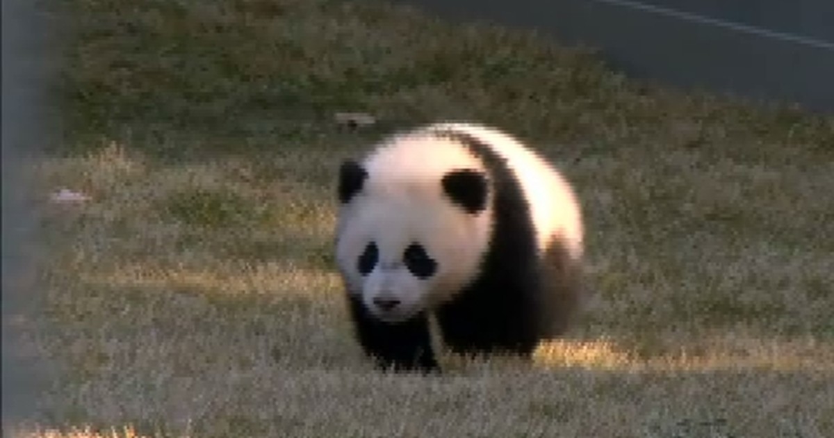 Globo News - Filhote de panda faz primeiro passeio em zoológico nos EUA ...