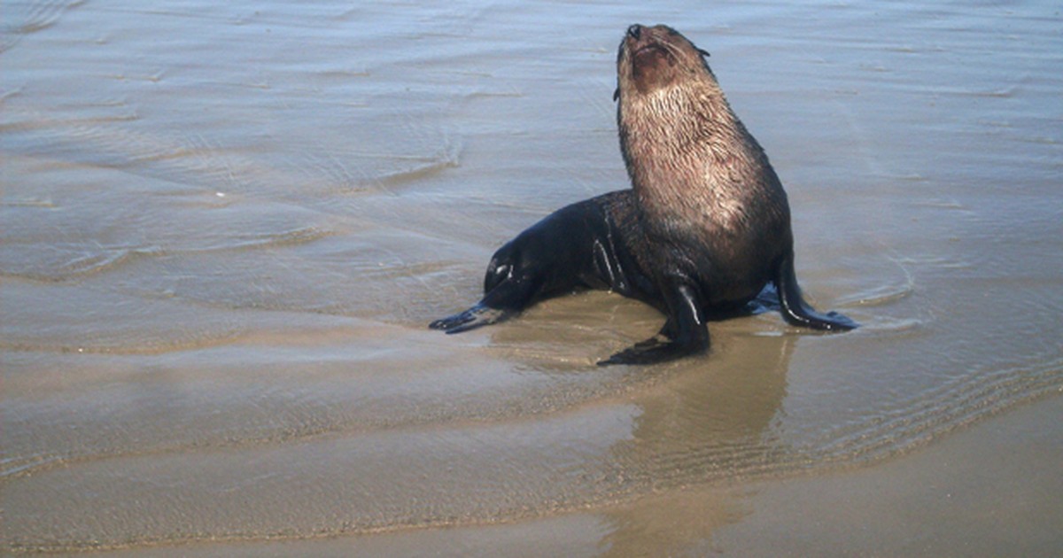 G1 - Lobo-marinho 'faz charme' ao ser fotografado em Ilha Comprida, SP ...