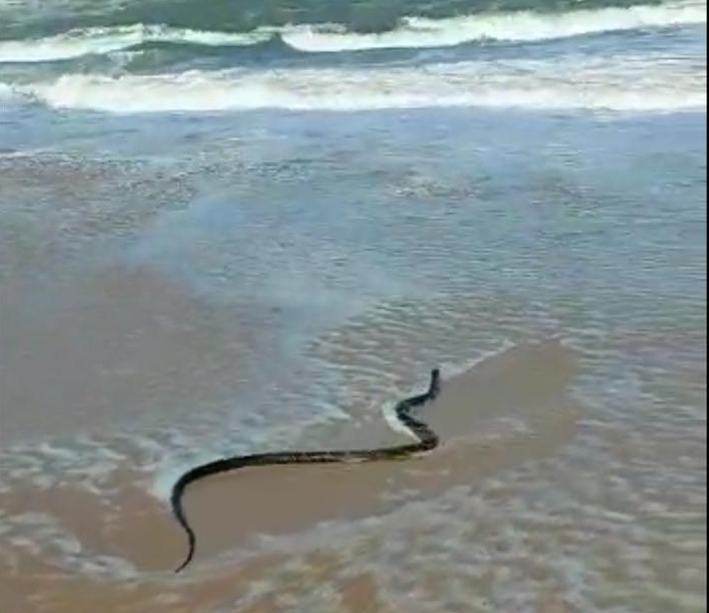 Cobra é vista no mar em praia de SC; assista ao vídeo - Praias do Brasil