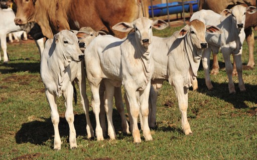 Saiba as causas que provocam defeitos congênitos em bezerros - Revista ...