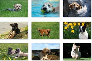 Tema Dogs in Summer Windows 7 | Download | TechTudo