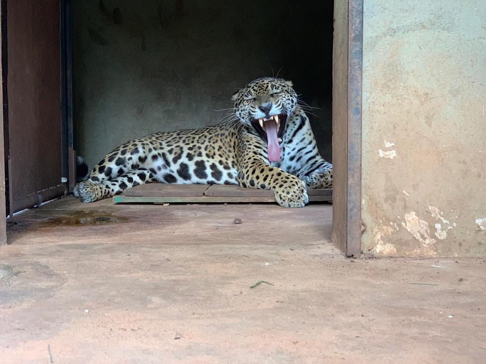 Nova chance: onça se recupera após ser resgatada com 35 quilos | Terra ...