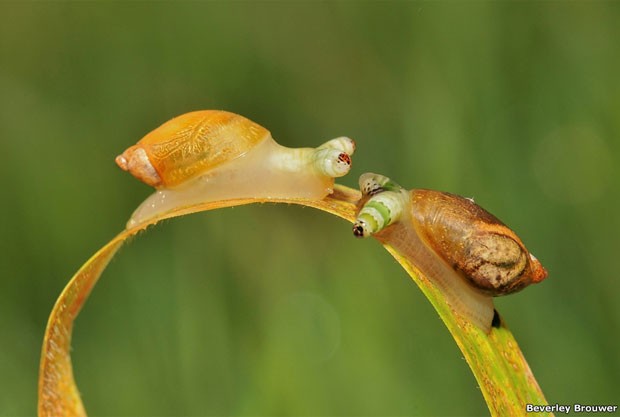 Natureza - Foto de lesma 'possuída' por vermes é finalista de prêmio global