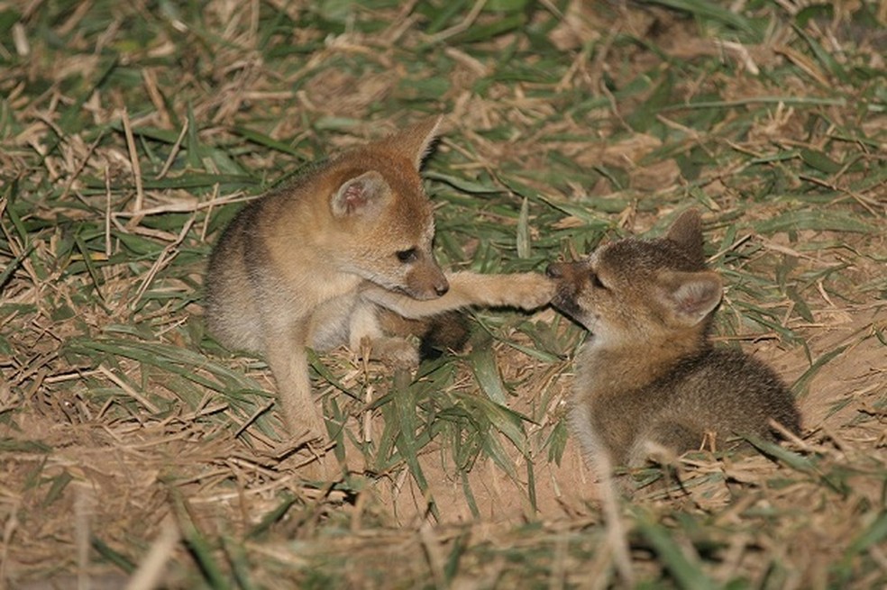 Imagens raras mostram raposa-do-campo com filhotes em GO | Terra da ...