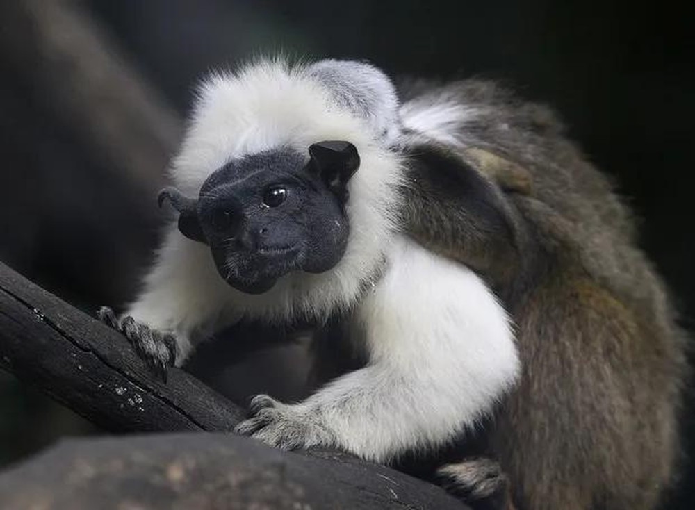 CONHEÇA 9 MACACOS DO BRASIL AMEAÇADOS DE EXTINÇÃO