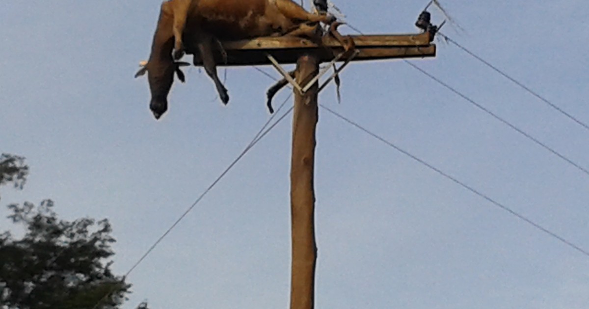 G1 - Uma semana depois, vaca segue pendurada em poste no RS - notícias ...
