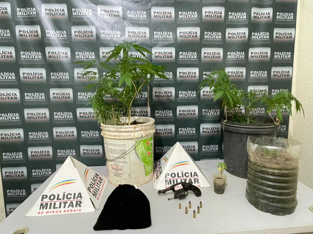 Pés de maconha, arma e munição são apreendidas em Governador Valadares ...
