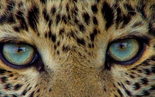 Filhote de leopardo com “olhos de jade” no Quênia é tema de ...