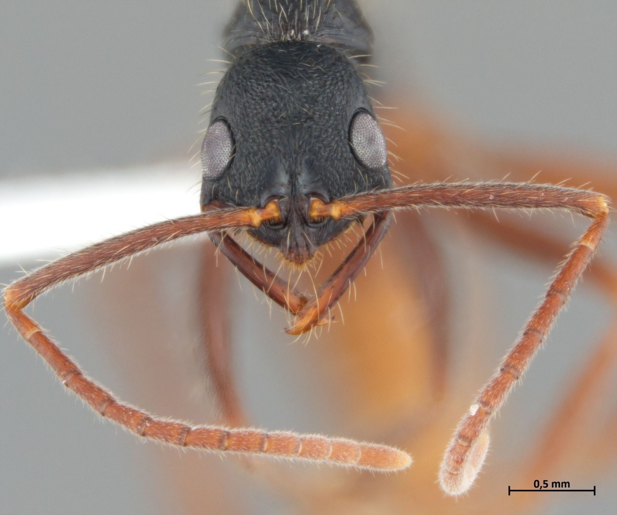 Formiga descoberta em Manaus ganha nome em homenagem à Elza Soares ...