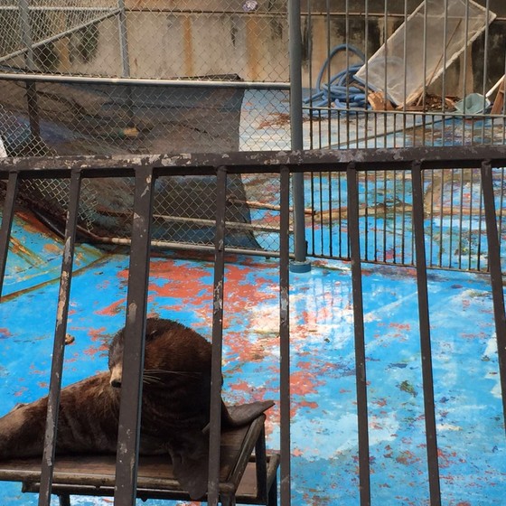 Vistoria do Ministério Público expõe más condições do Zoológico do Rio ...