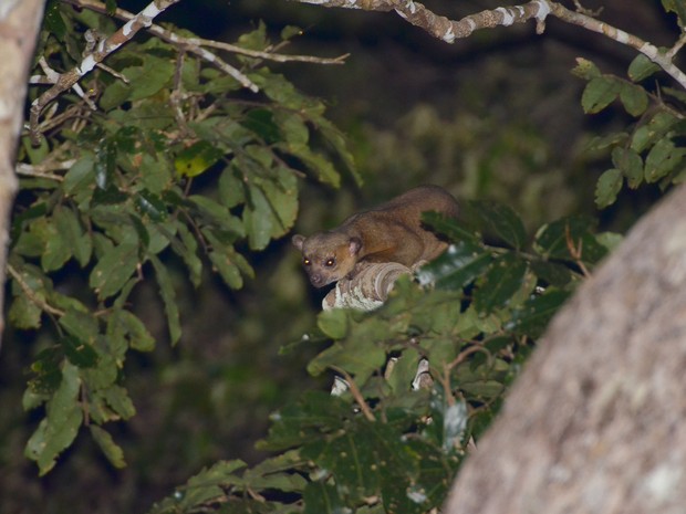 G1 - Jupará tem hábito noturno e é confundido com macacos - notícias em ...