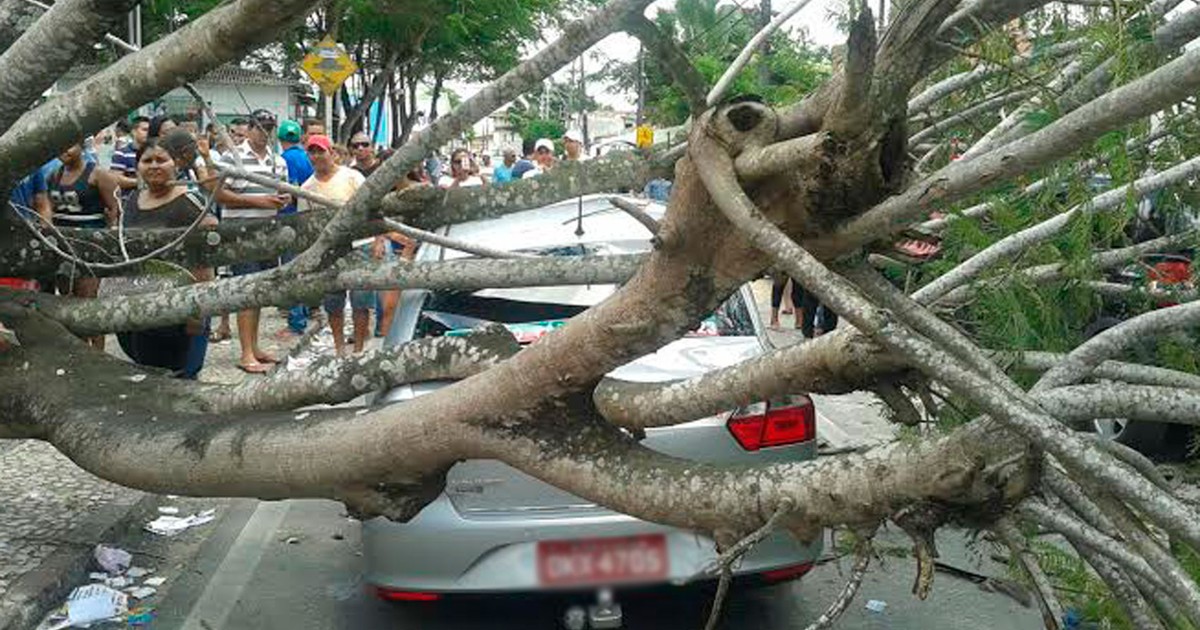 G1 - Árvore cai em cima de táxi, em frente a zona eleitoral de Feira de ...