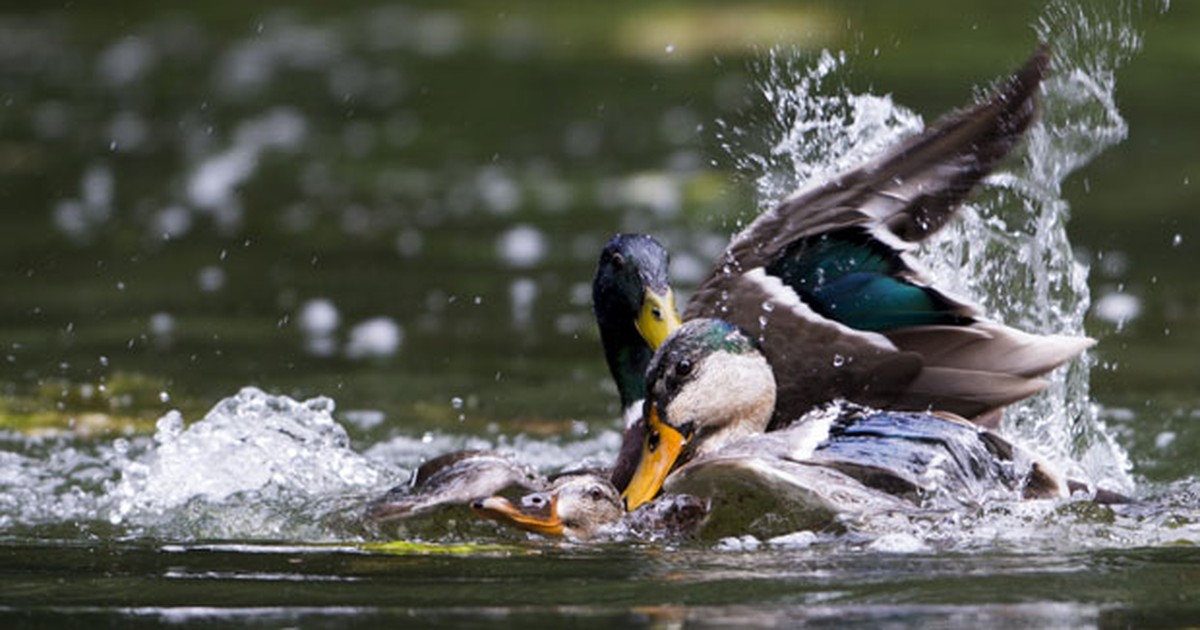 G1 - Fotógrafo flagra patos disputando fêmea em zoo alemão - notícias ...