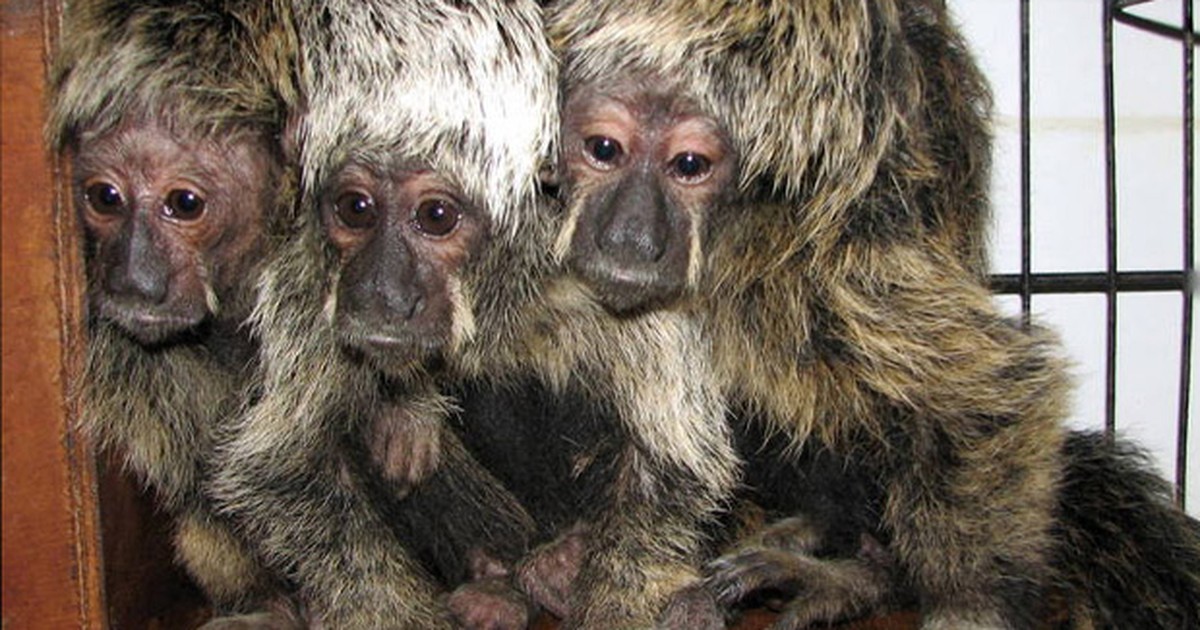 G1 - Zoo do Rio tem cuidados especiais com bichos por causa do frio ...