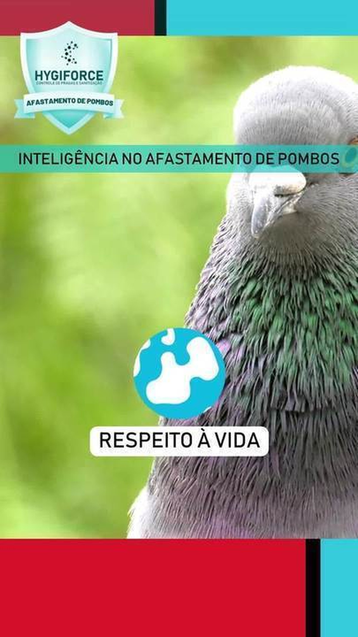 Infestação de pombos? Veja o risco que eles causam para sua saúde e ...
