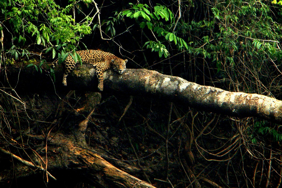 Grandes felinos se destacam em acervo de guia de ecoturismo | Vc no ...