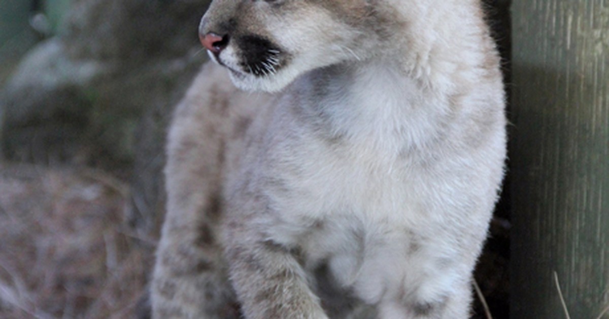 Natureza - Primeiro filhote de puma nascido em zoo do RS faz sucesso ...