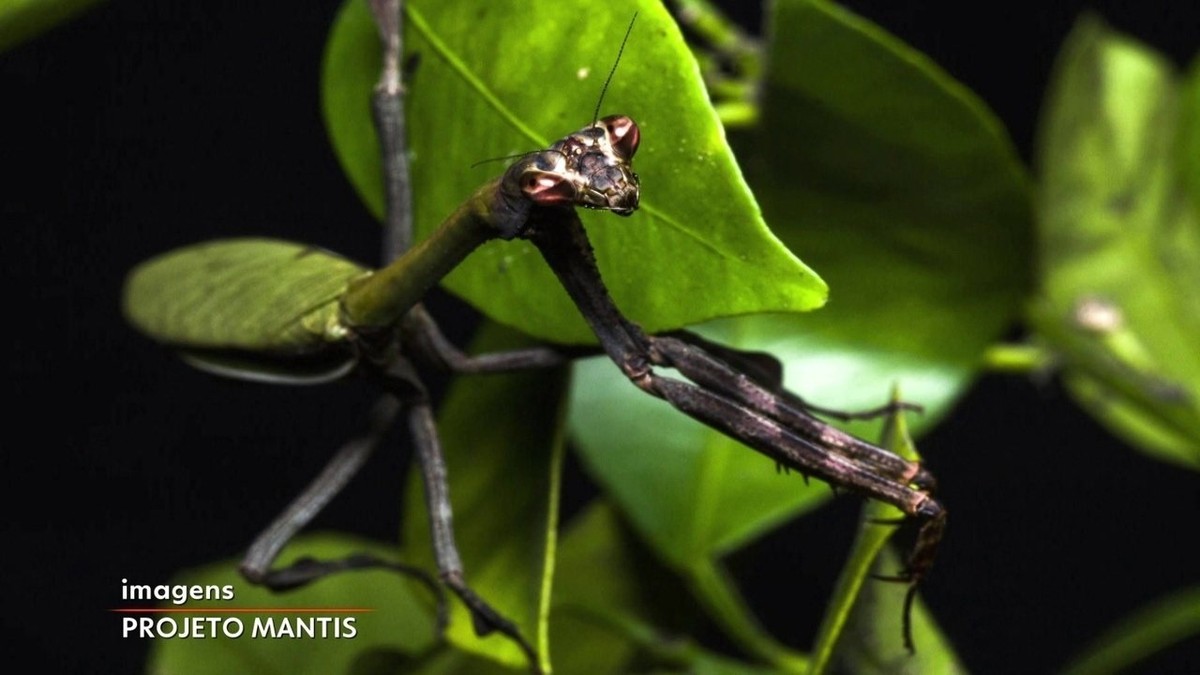 Conheça um dos maiores predadores do mundo dos insetos: o louva-a-deus ...