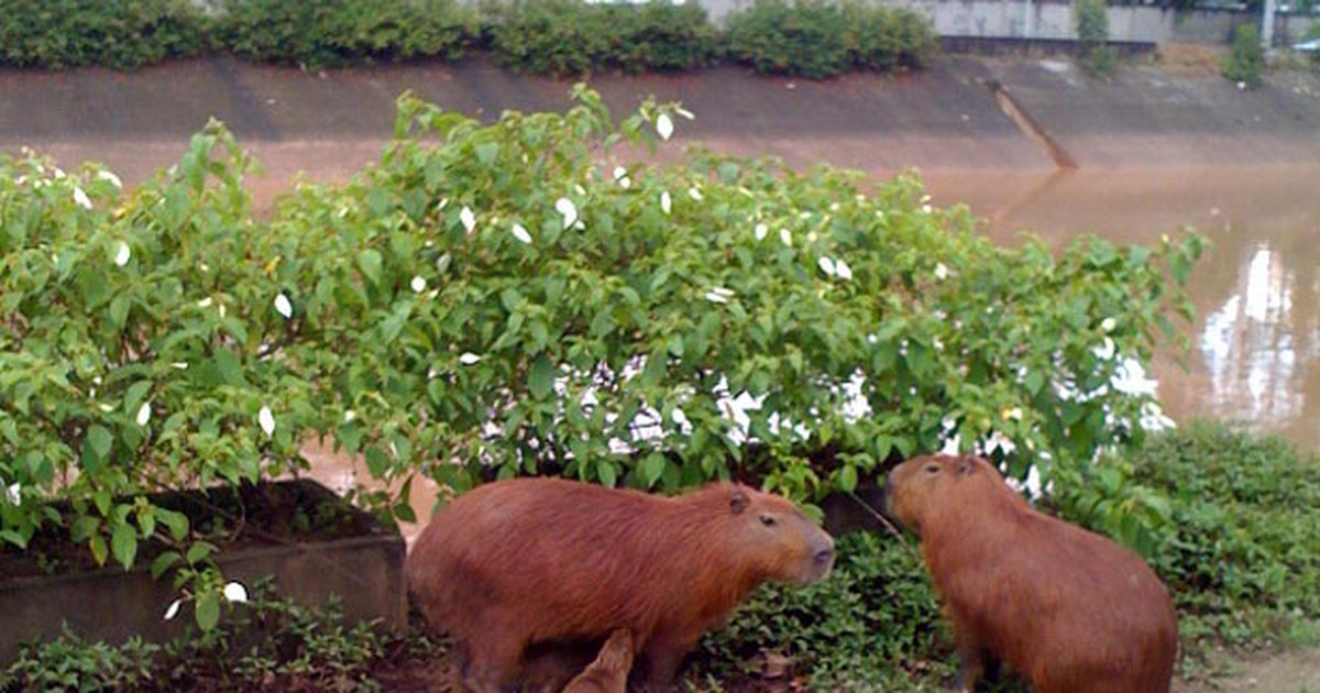 G1 - Leitora flagra capivara amamentando à beira do Rio Pinheiros, em ...