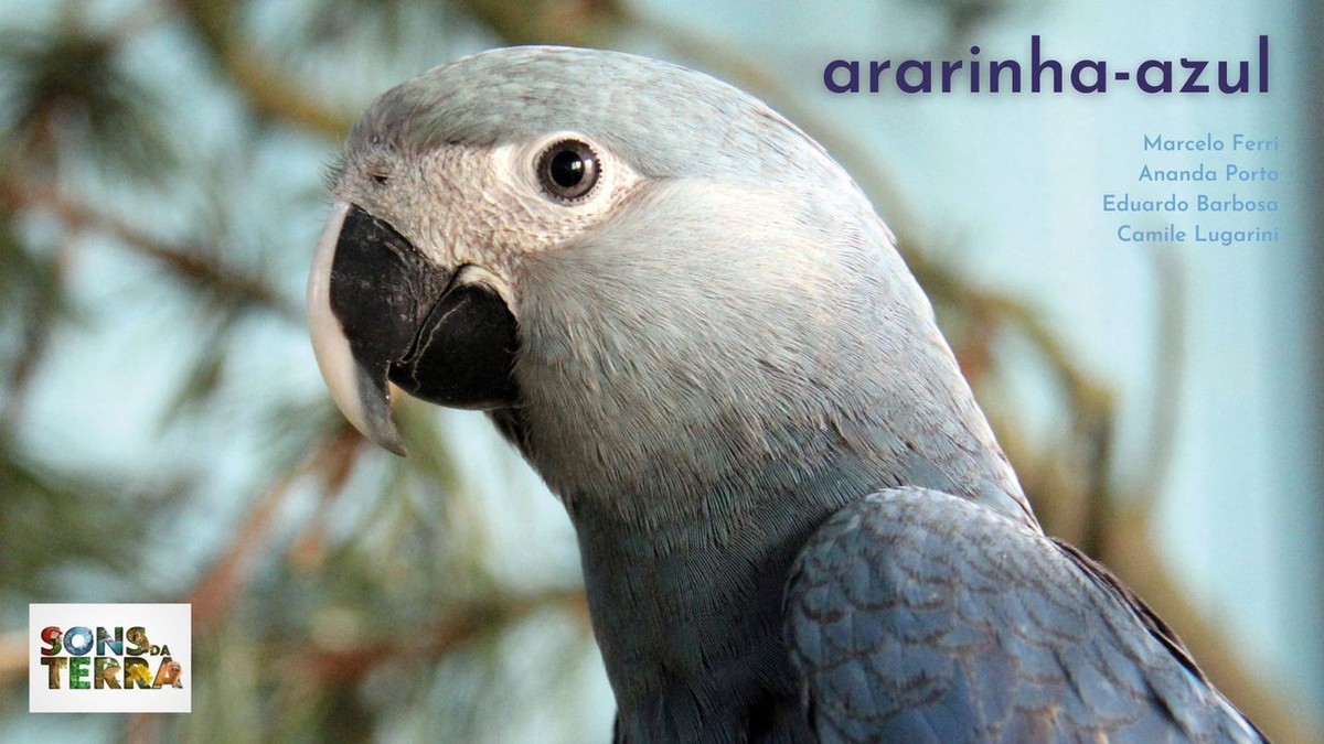 Sons da Terra: o retorno da ararinha-azul à Caatinga | Terra da Gente | G1