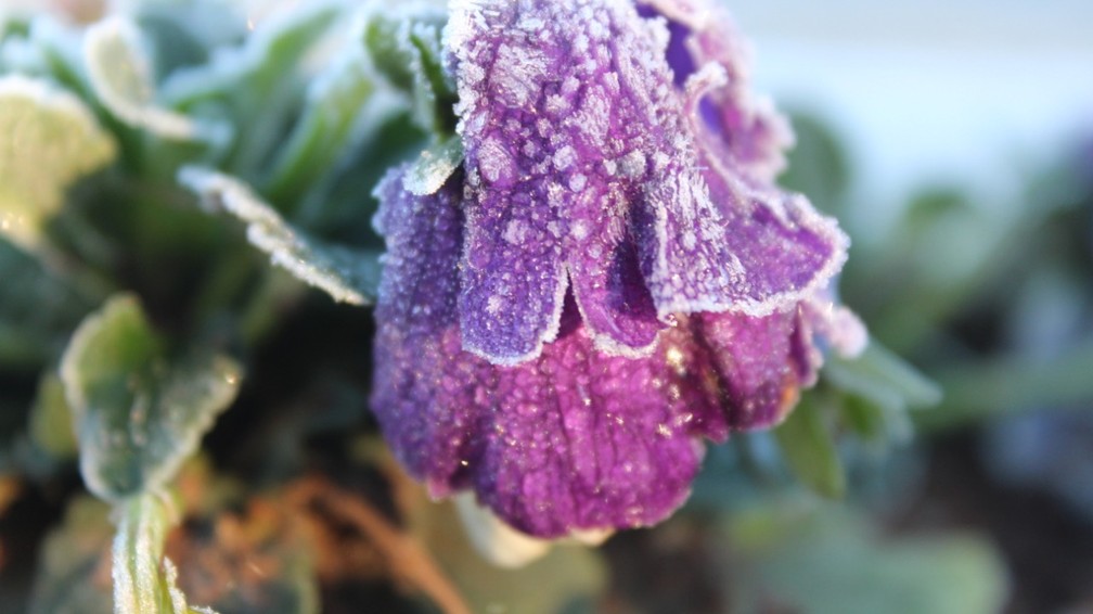 Três cidades de SC registram temperaturas negativas; serra tem mínima ...