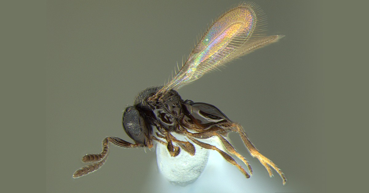 Inseto introduzido na agricultura para controlar pragas é achado na ...