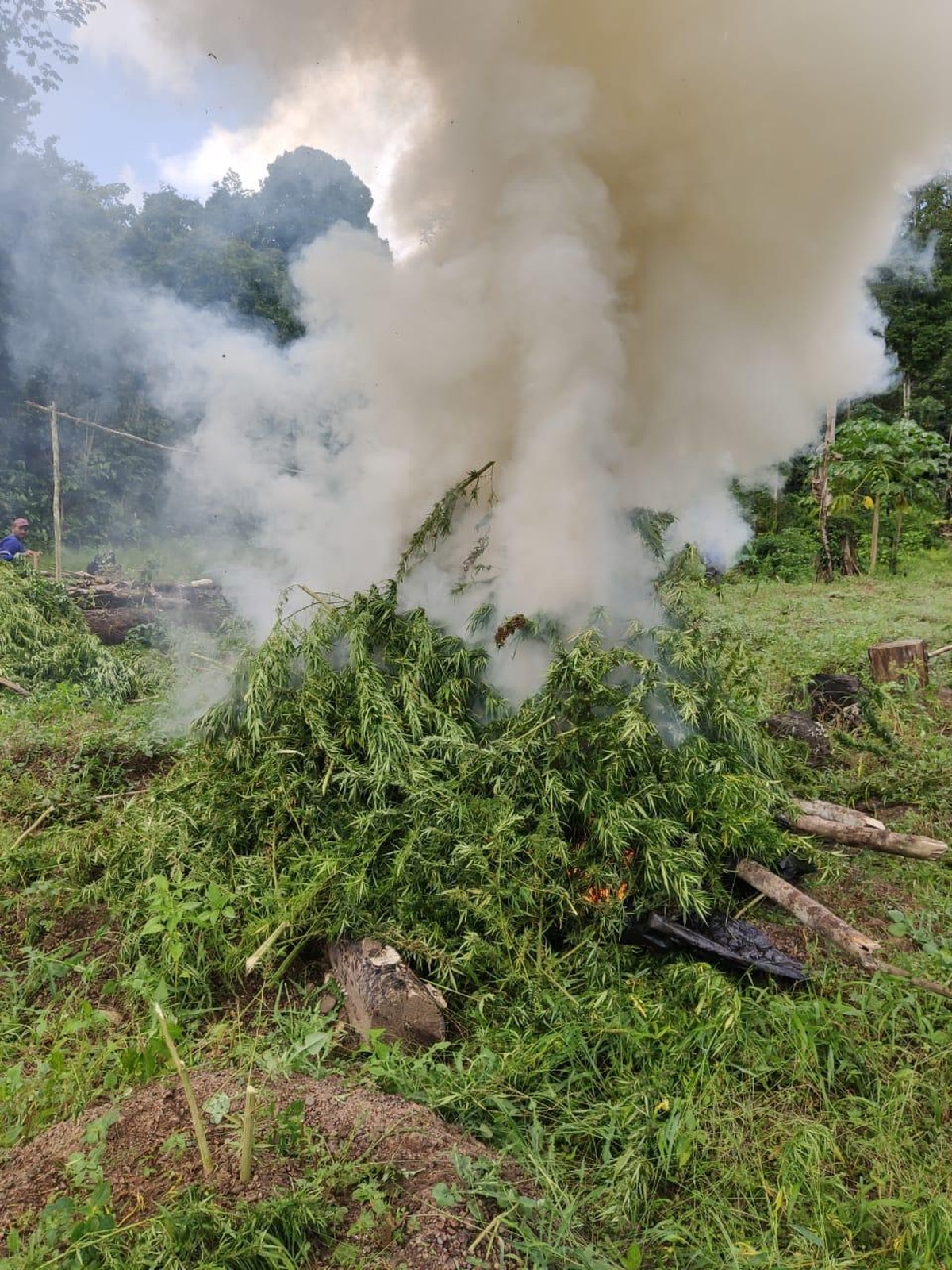 Polícia Federal destrói mais de 90 mil pés de maconha durante operação ...