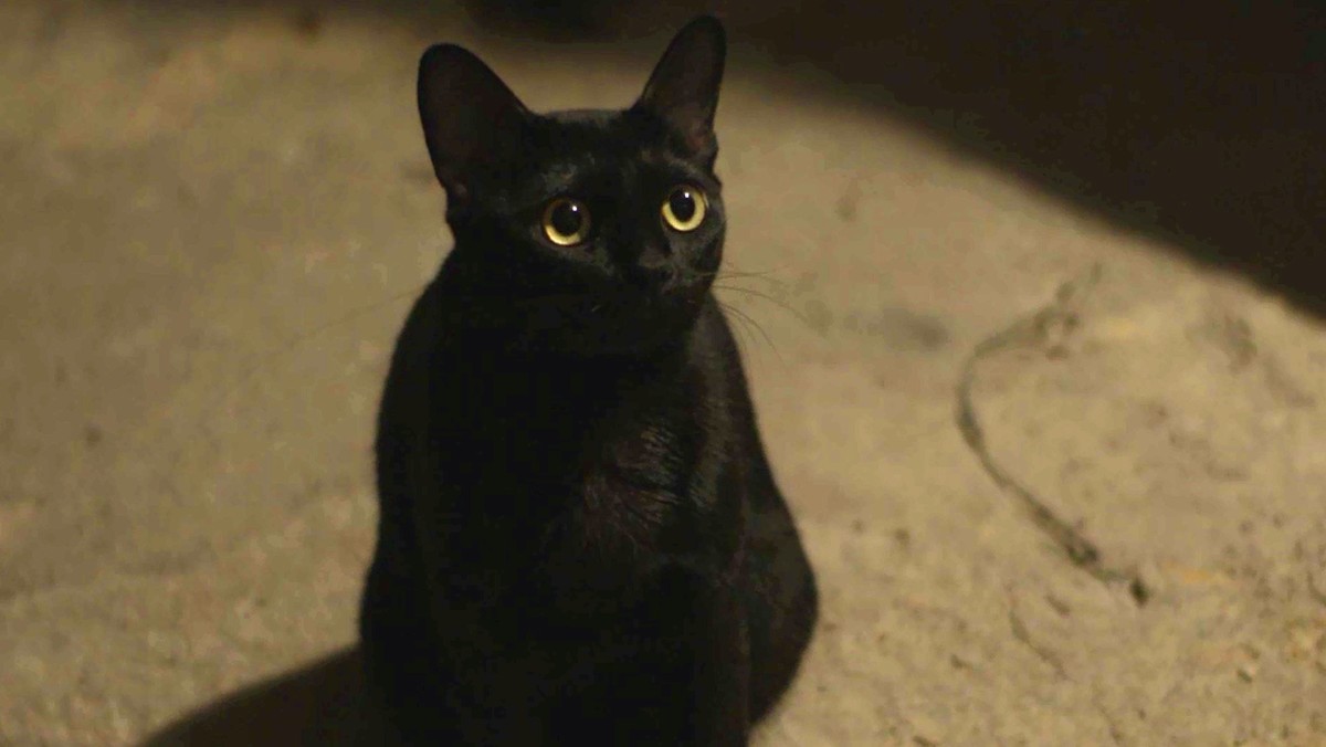 Gato León surpreende ao aparecer no último capítulo de 'O Sétimo ...